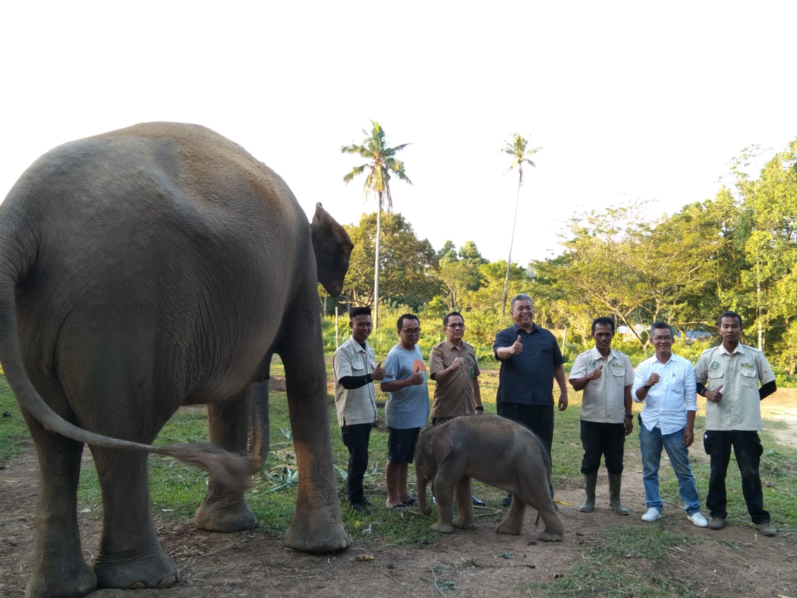 Berita Gembira, Bayi Gajah Sumatera Lahir di Taman Satwa Lembah Hijau - RATU MEDIA